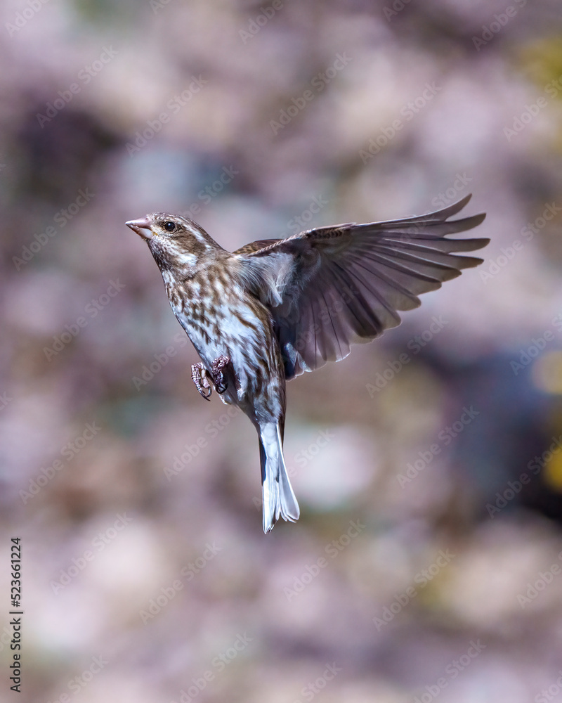 Purple Finch Photo and Image. Bird flight. Finch female flying . Purple ...