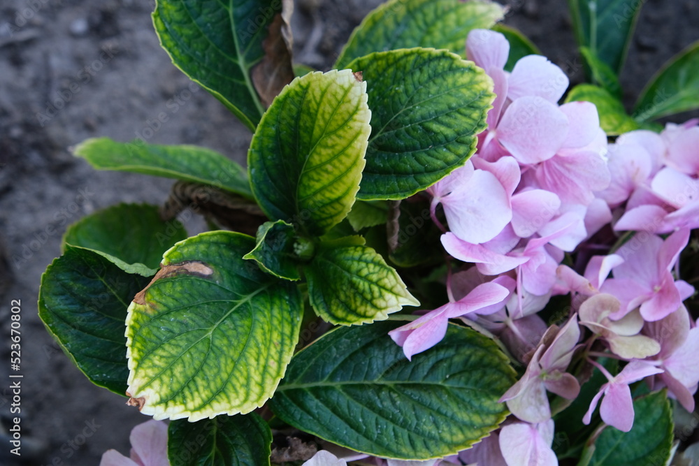 Hydrangea, Flower rotten on the tree. Flower rotten on the tree ...