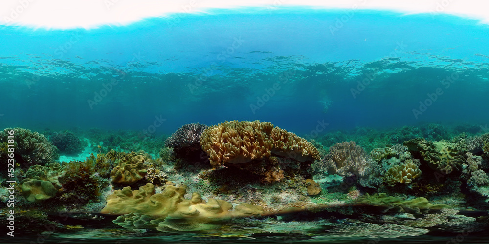 Coral reef and tropical fishes. The underwater world of the Philippines ...