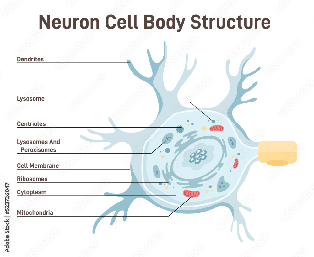Neuron Cell Body Anatomy Cross Detailed Section Anatomy Dendrites