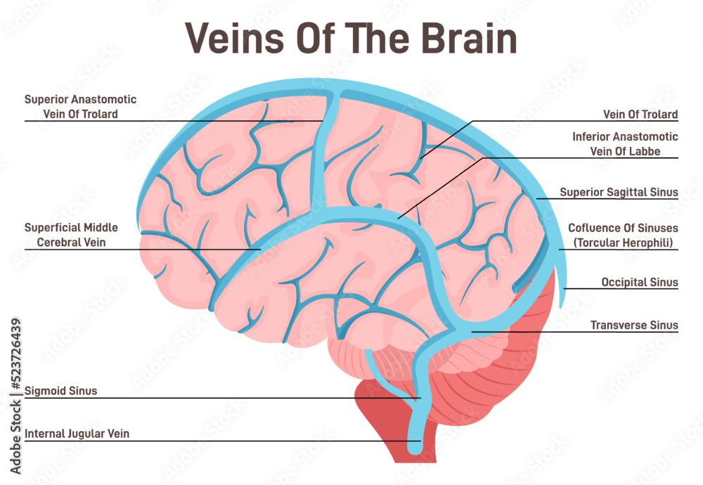 Brain veins. Circulatory system, the main veins and arteries of the ...