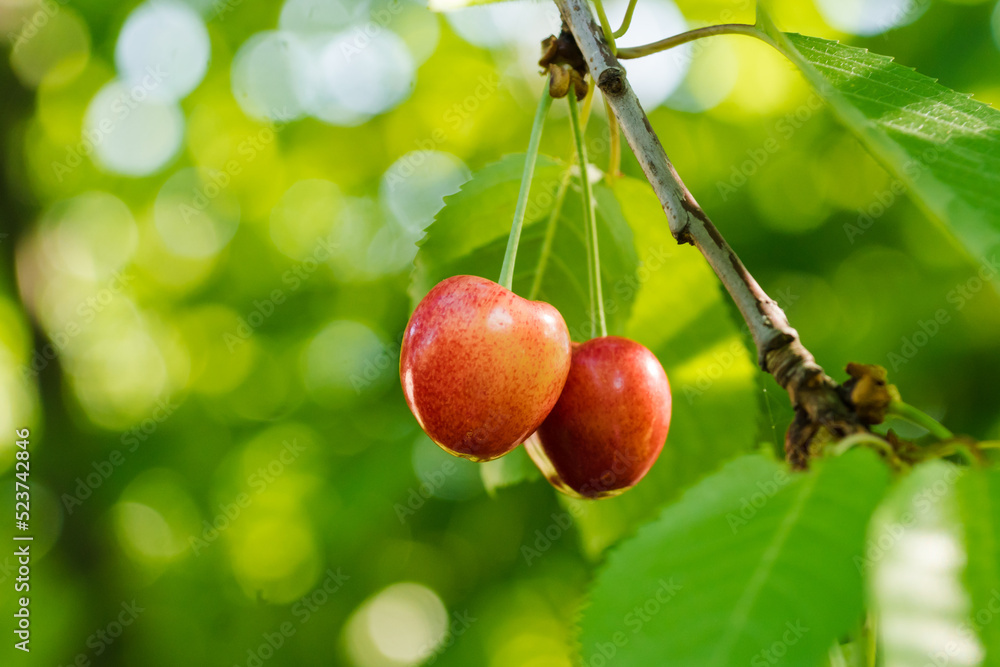 Cherry Fruit Tree Branch