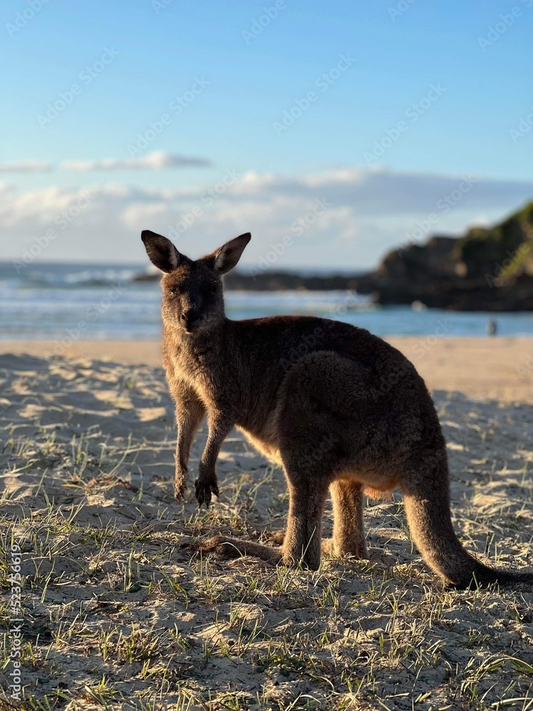 kangaroo on the beach Stock Photo | Adobe Stock