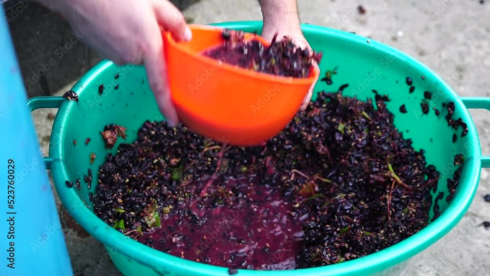 Grape-treading or grape-stomping in traditional winemaking. Senior ...