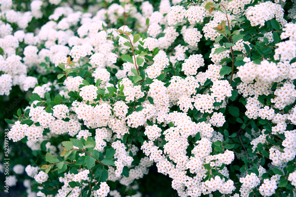 Foto de Bush Vanhoutte spirea. Spring blooming shrub with many white ...
