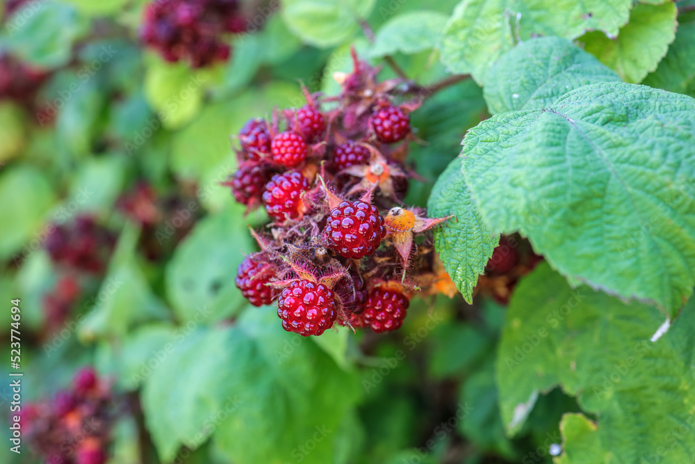 Rubus phoenicolasius (Japanese wineberry, wine raspberry,wineberry or ...