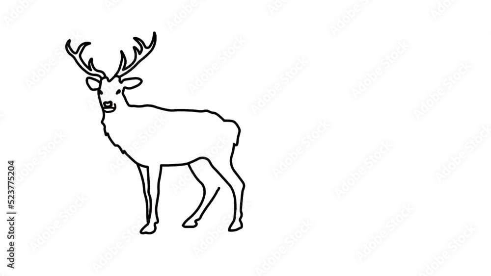 Barasinga deer Sketch and 2d animated Stock Video | Adobe Stock