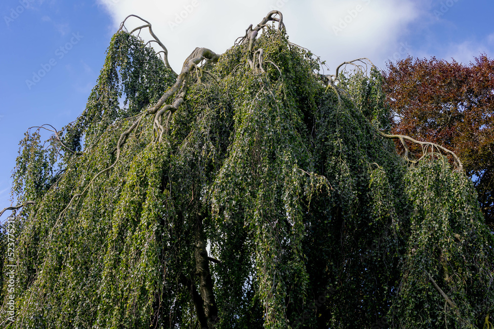 Selective focus green leaves hanging down on the trees in summer, The ...