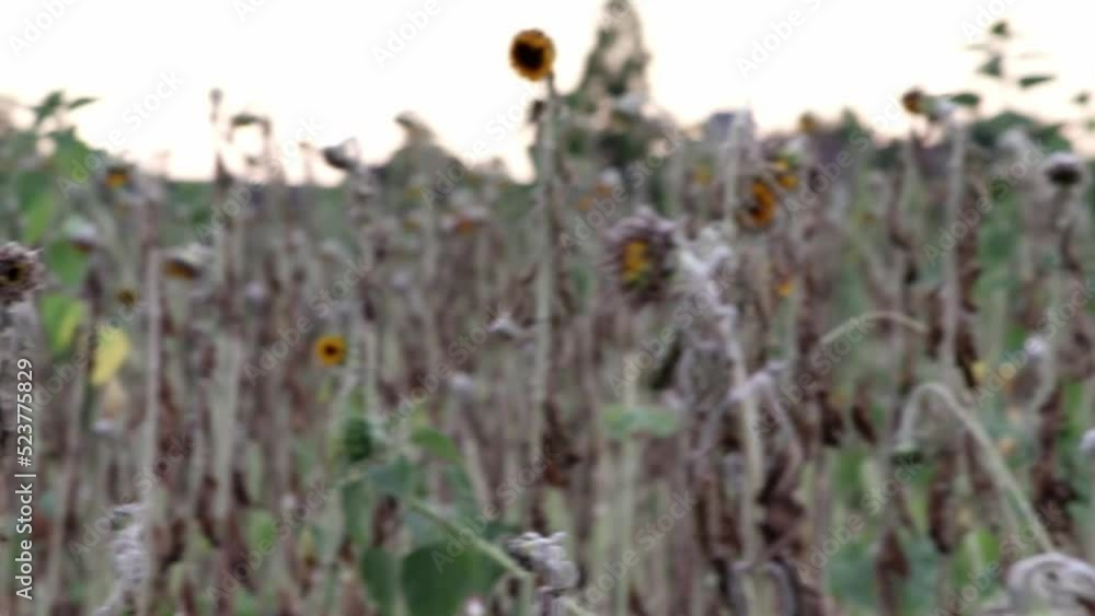 Drought with dry and withered sunflowers in extreme heat periode with ...