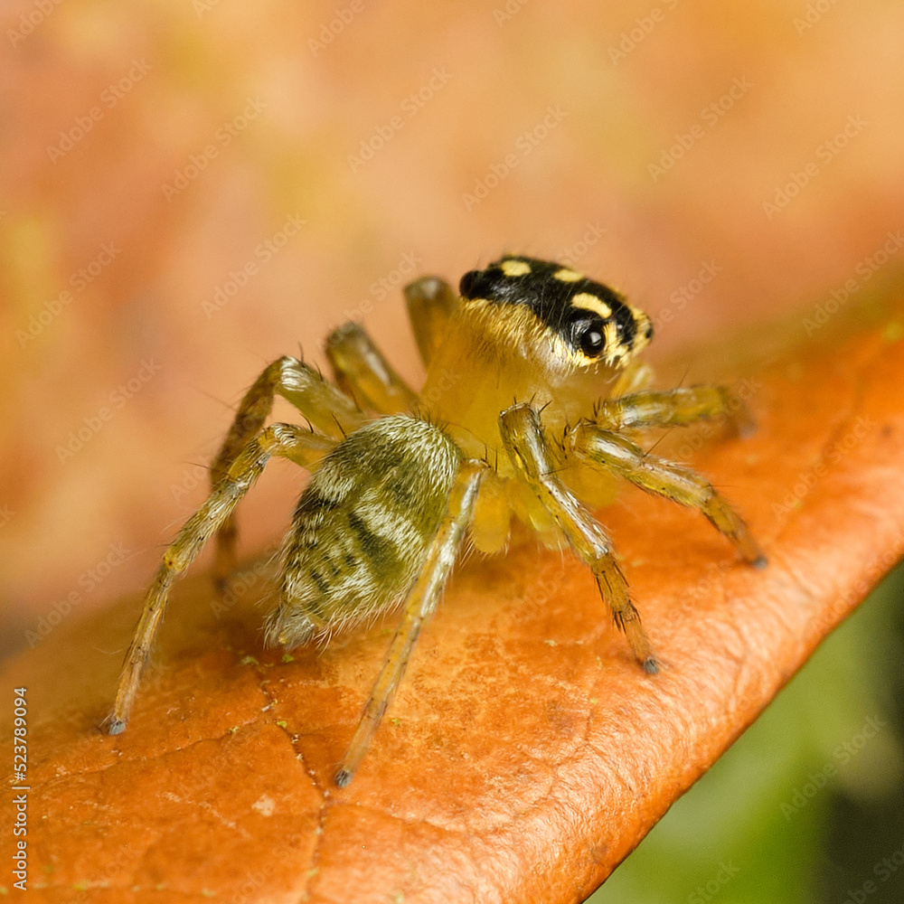 Colyttus striatus a member of Jumping Spiders Family Salticidae Stock ...