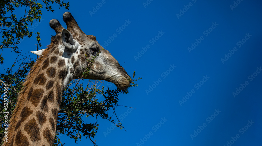 Foto de Giraffe head eating with its long neck from the trees of the ...