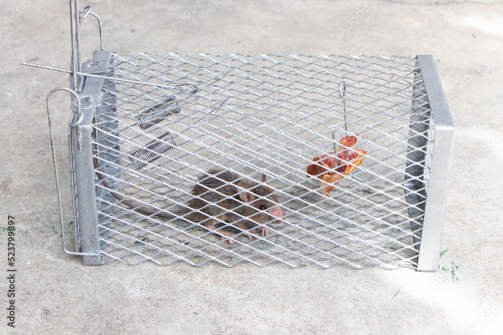 House mouse or rat caught in live capture mouse trap. Food or bait in ...