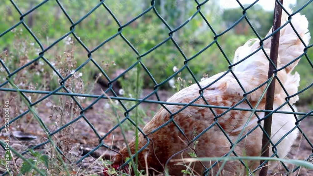 Organic chicken farm with fenced chicken hens in domestic farming with ...