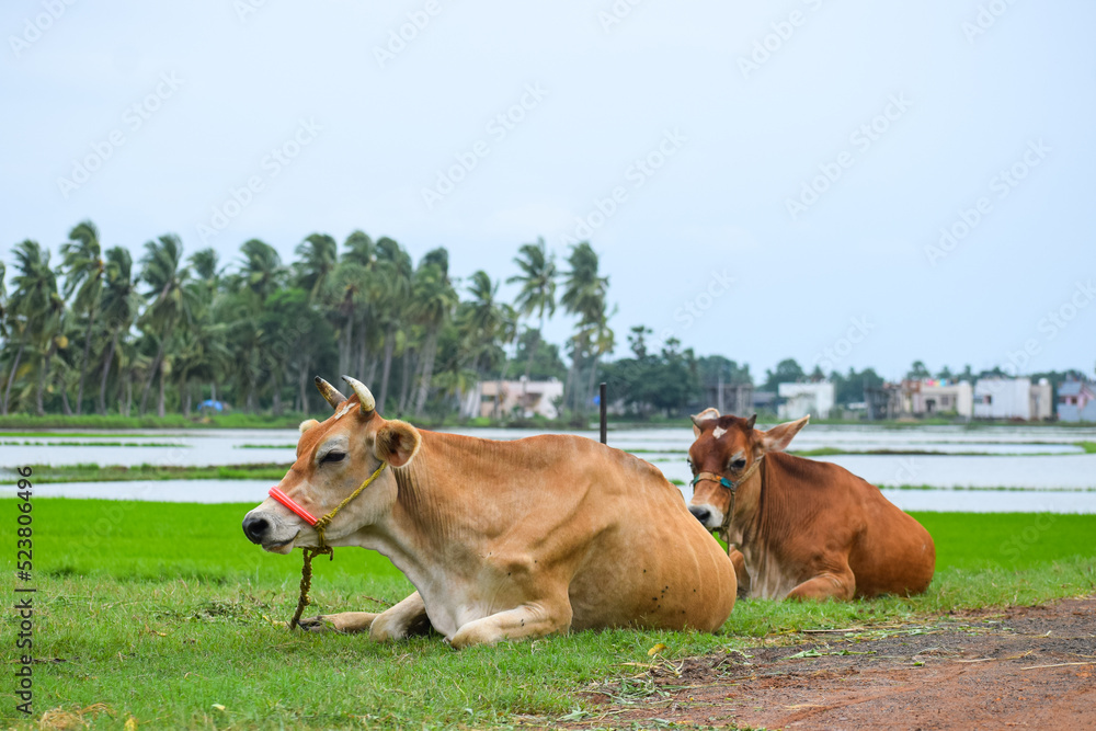 Indian cow grazing in the field. Domestic animal. Cattle or livestock ...