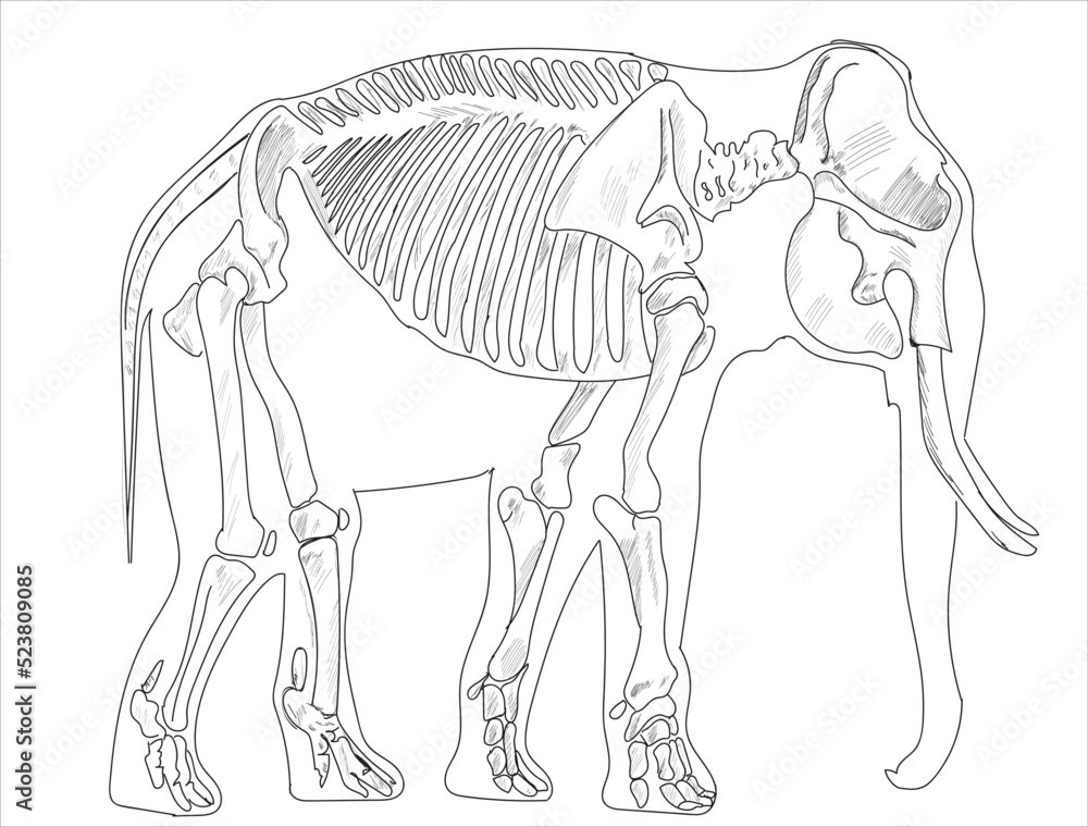 Elephant skeletal system on a white background sketch hand drawing ...