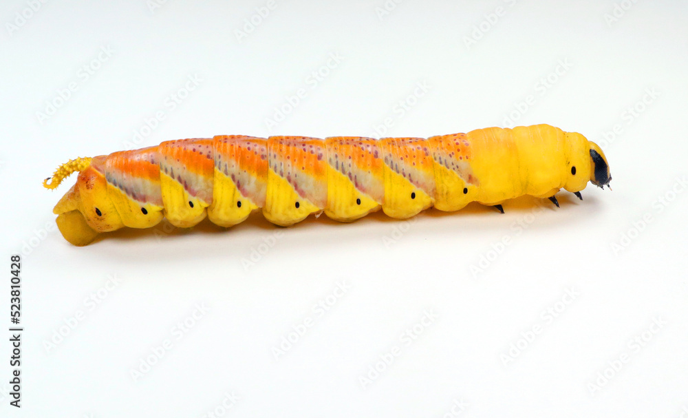 Photo & Art Print Huge yellow red butterfly caterpillar larvae death ...