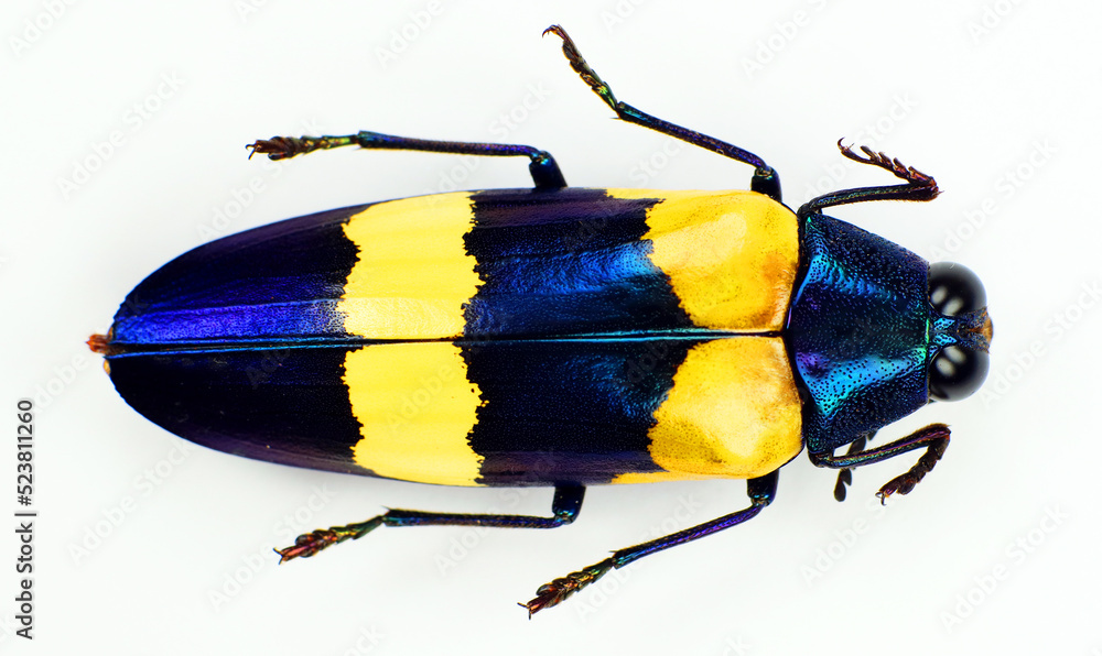 Blue Jewel Beetle
