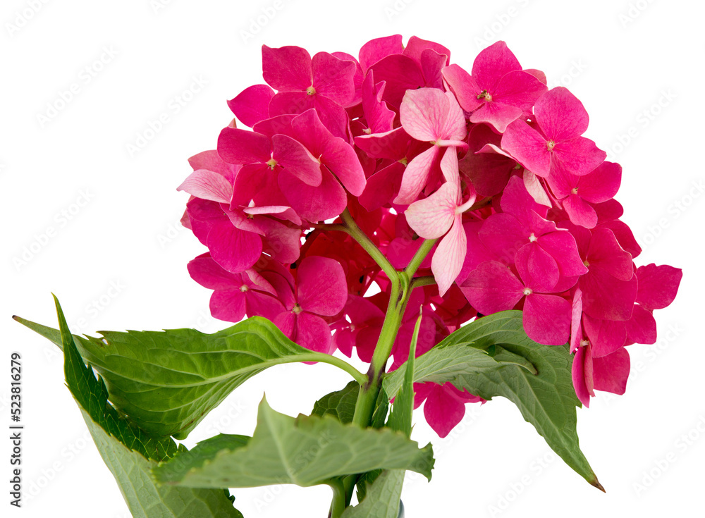 inflorescence of pink hydrangea isolated on transparent background with ...