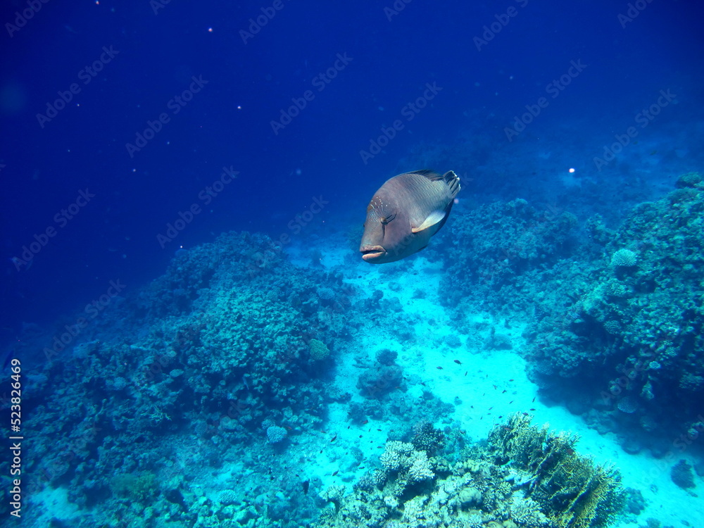 Napoleon fish. Fish - type bone fish Osteichthyes. Gubanovye - Labridae ...