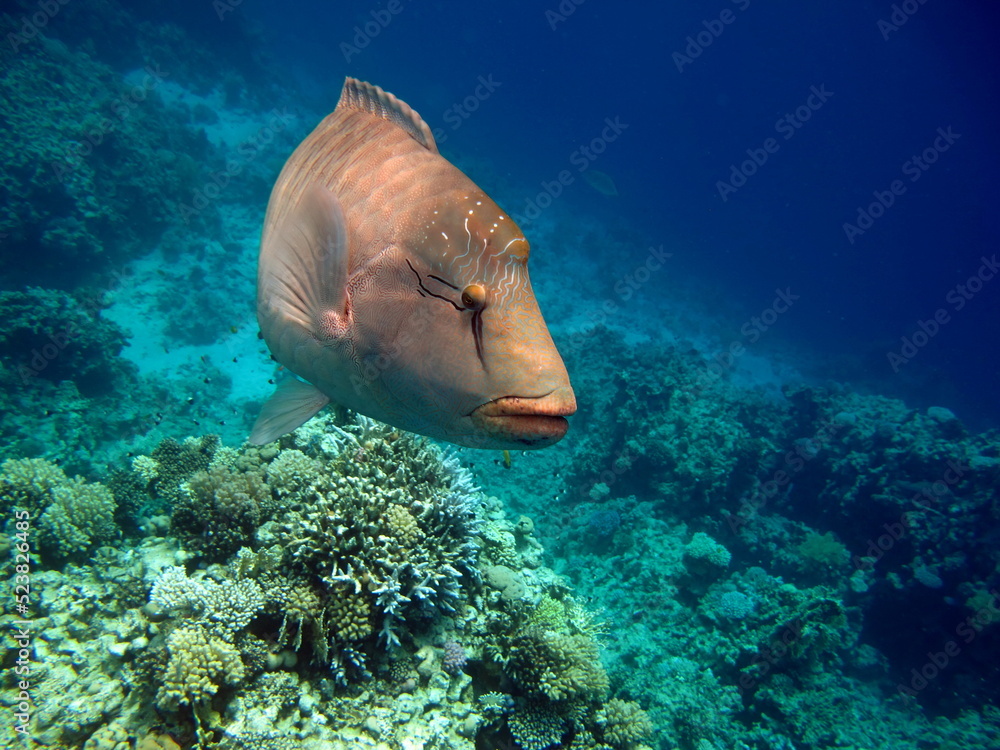 Napoleon fish. Fish - type bone fish Osteichthyes. Gubanovye - Labridae ...