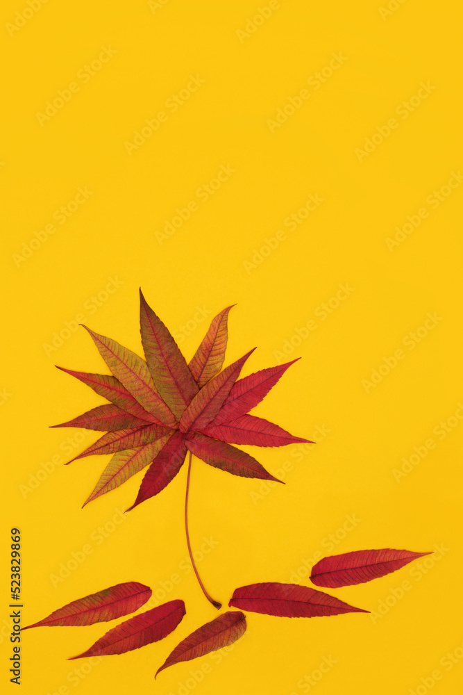 Rhus typhina staghorn sumac leaf abstract tree shape design concept ...