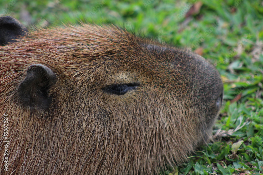detalhes da cabeça da capivara, textura da face da capivara, animal ...