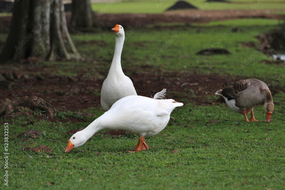 gansos brancos no gramado, ganso branco na grama, aves brancas no ...