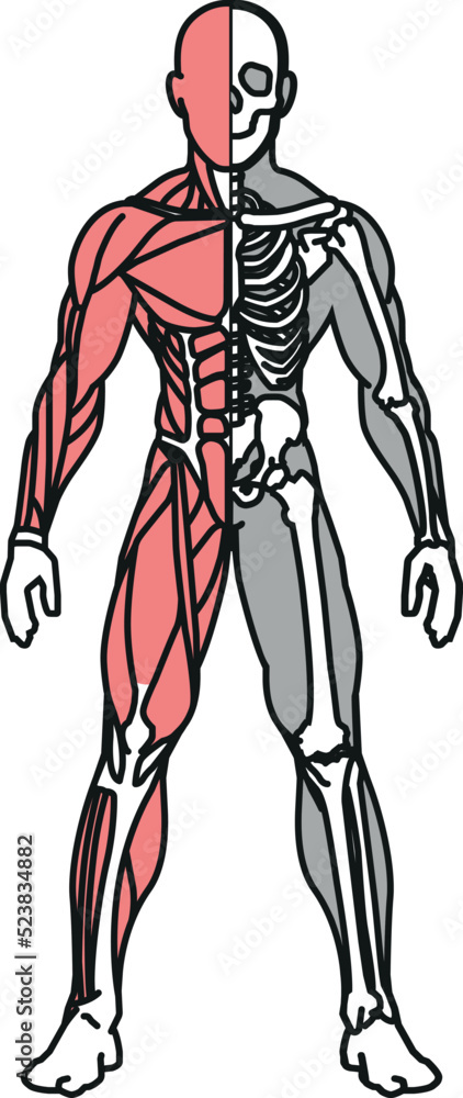 Half Skeleton Body Drawing