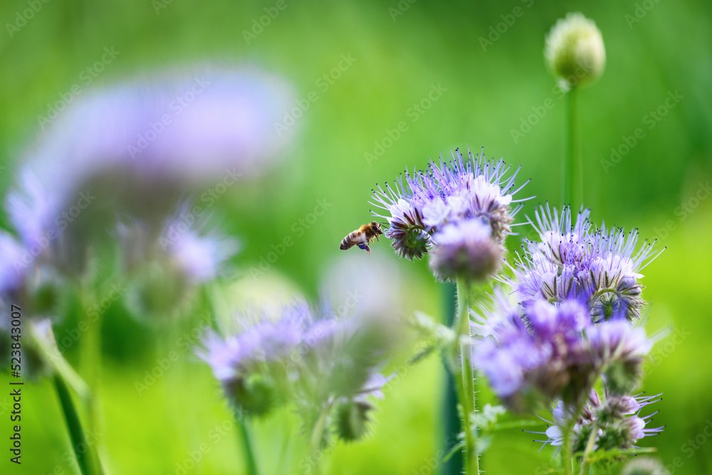 Bee and flower phacelia. Close up flying bee collecting pollen from ...