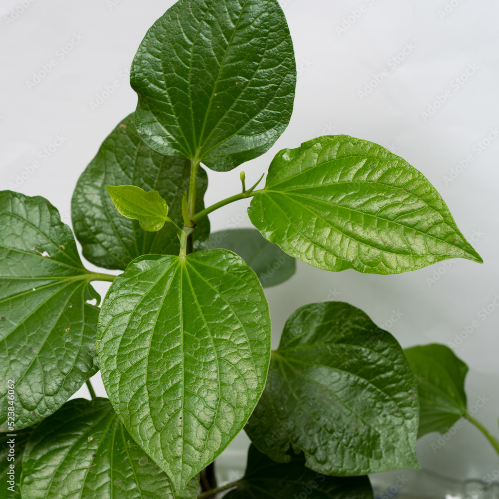 Piper sarmentosum Roxb.or Piper loot C.DC. grows in a moist, single ...