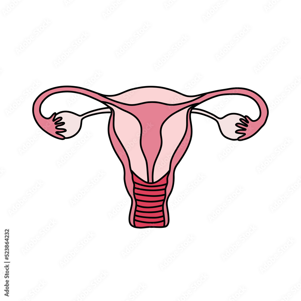 uterus, female reproductive system, female reproductive organs doodle ...