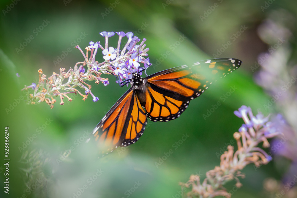 Glowing Female Monarch Butterfly (Danaus Plexippus) on Butterfly Bush ...