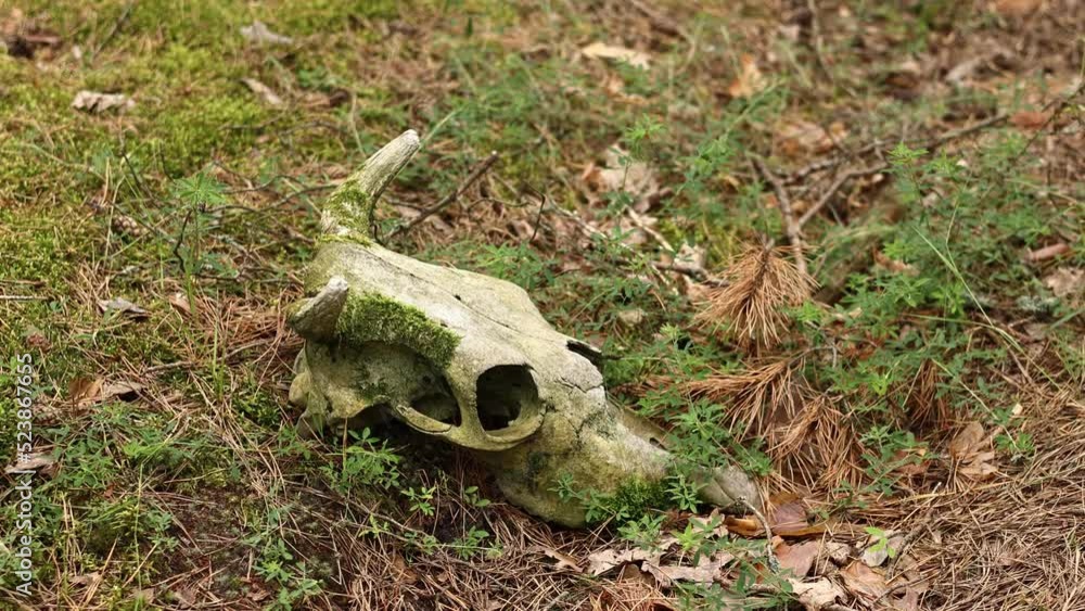 Cow skull lying on the ground. Dried cow skull. Side view. Skull of a ...
