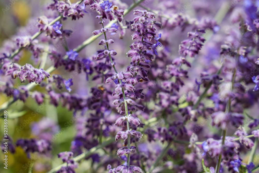 Salvia yangii, previously known as Perovskia atriplicifolia and ...