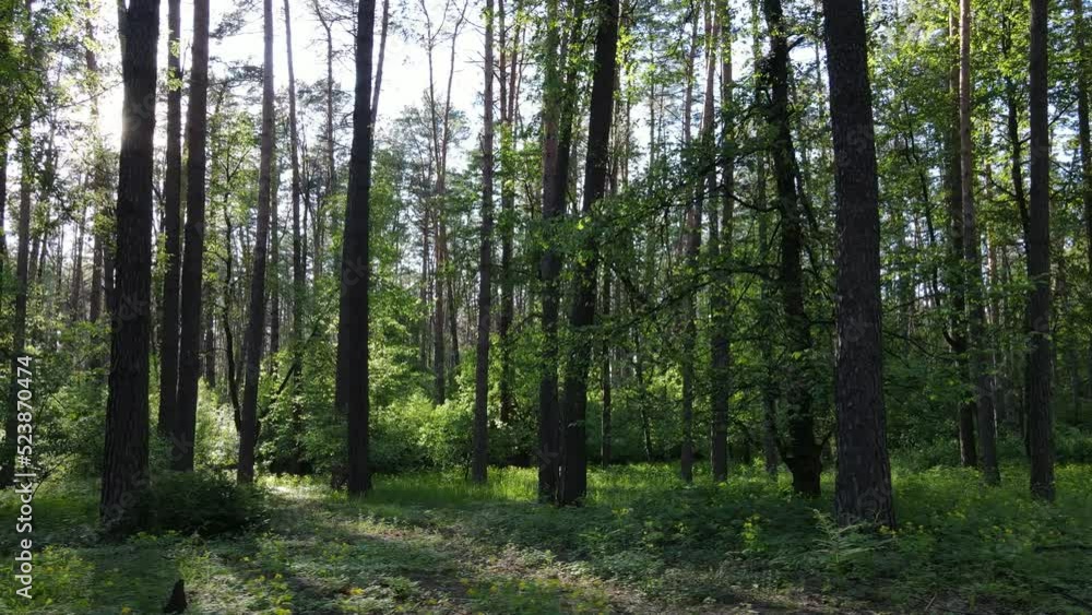 Trees in the forest during the day in Ukraine Stock Video | Adobe Stock