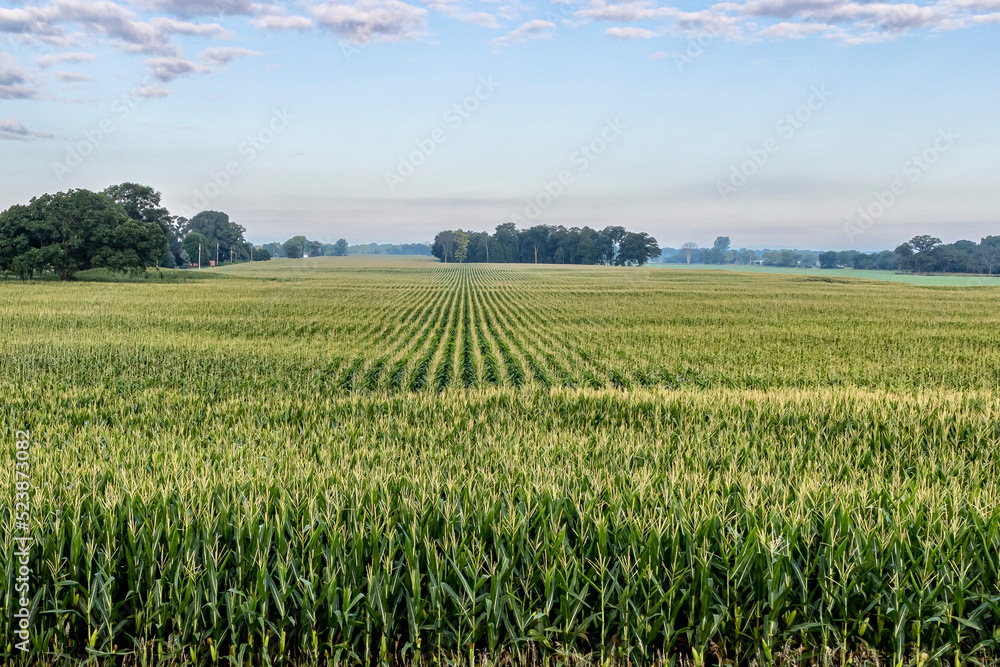 Wide view of a half mile long corn field on a hazy morning with blue ...