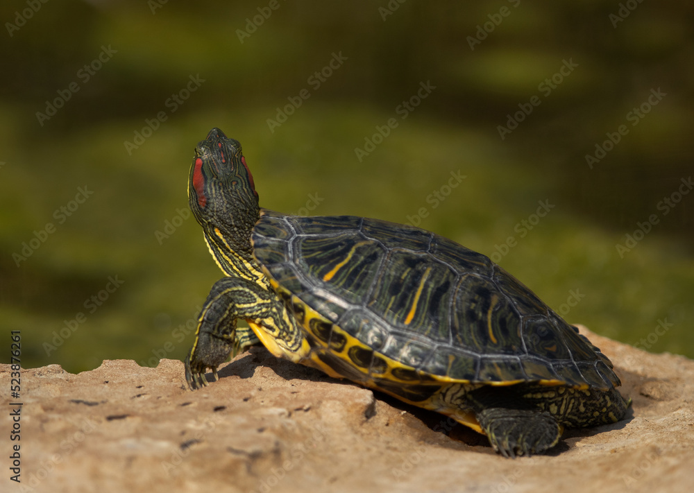 Red-eared slider basking in sun at Adhari canal, Bahrain Stock Photo ...