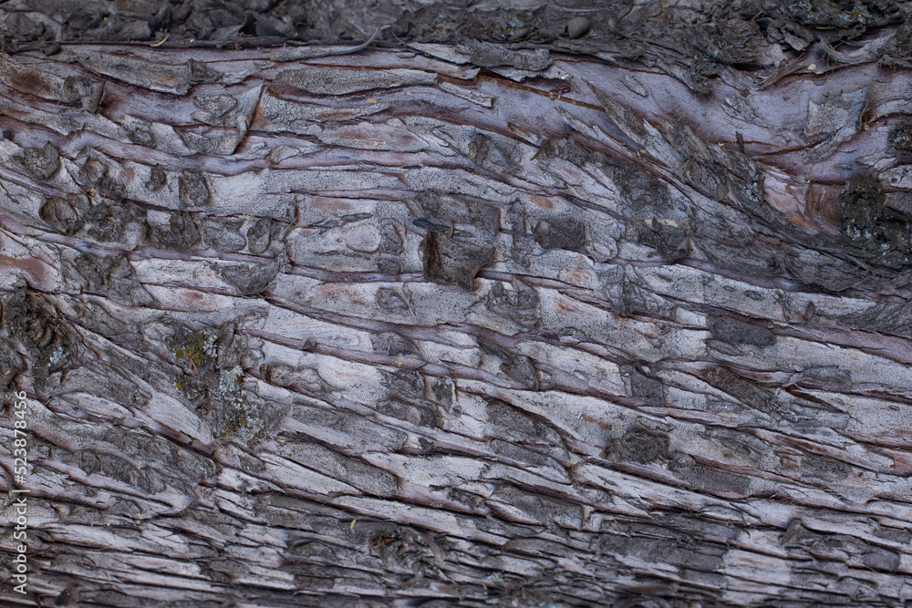 Fondo-textura de corteza de árbol viejo. Concepto de naturaleza, fondos ...