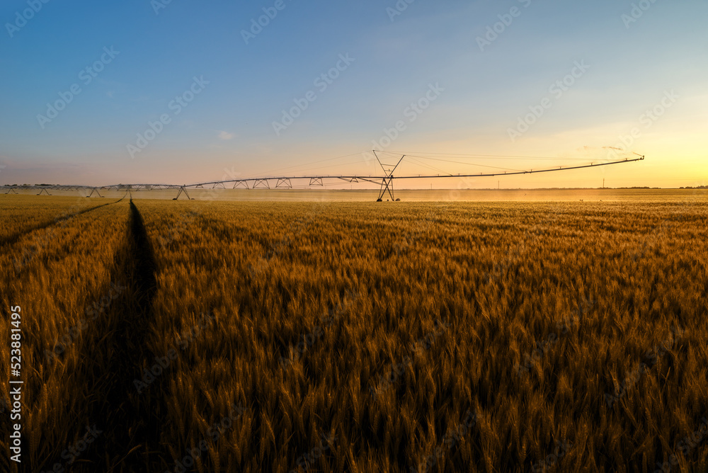 Agricultural irrigation system watering wheat field in summer Stock ...
