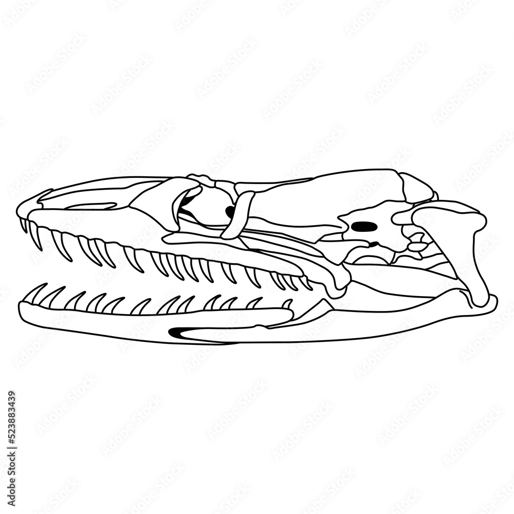 Snake skull. Reptile head bones. Serpent skeleton. Black and white ...