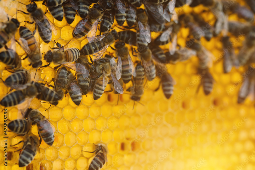 Bee colony in hive macro. Working honey bees, honeycomb, wax cells with ...