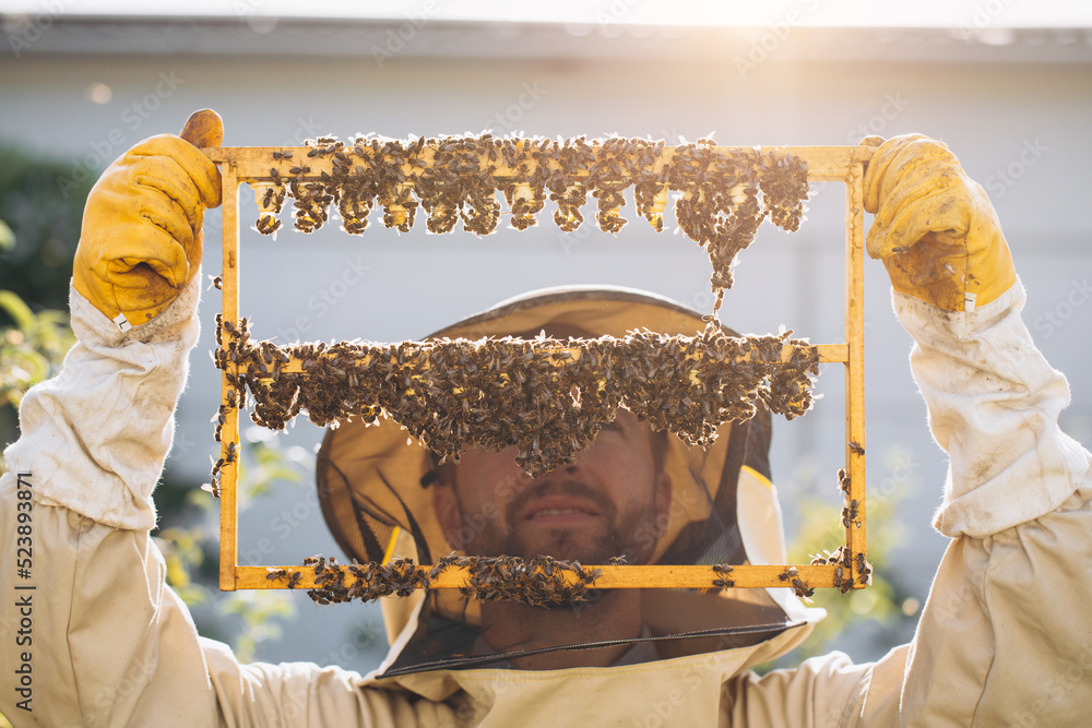 Bees and organic honeycomb with royal jelly. Man beekeeper holding a ...