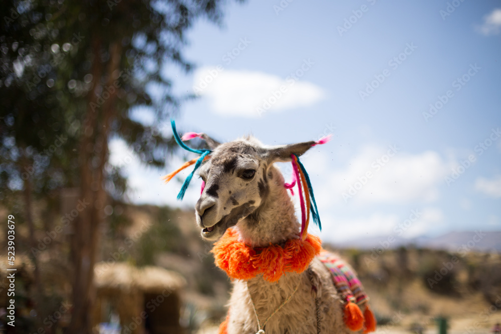 Llama masticando alfalfa en un valle de perú. Concepto de animales en ...