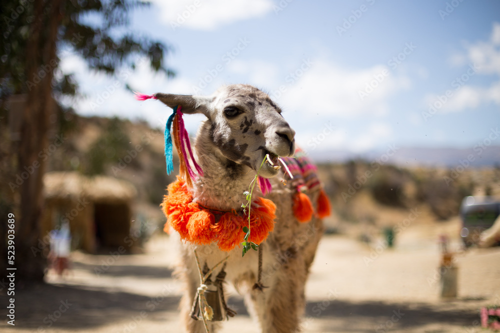 Llama masticando alfalfa en un valle de perú. Concepto de animales en ...