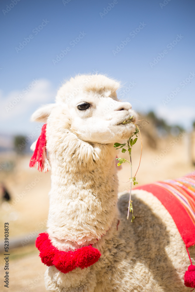 Foto de Alpaca comiendo alfalfa en un parque recreacional de Peru ...