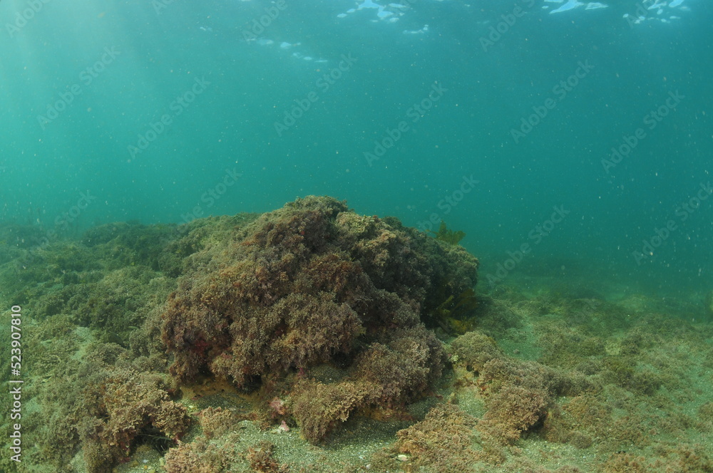 Rugged seabed in shallow water covered with short brown algae and ...