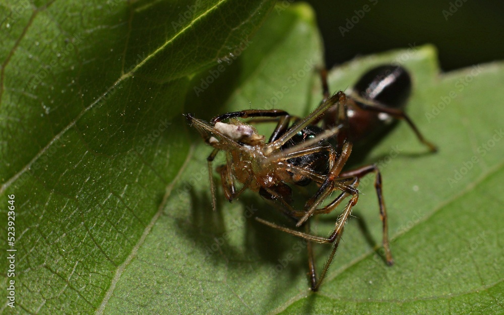 Fighter ant defending himself by killing a much larger spider Stock ...