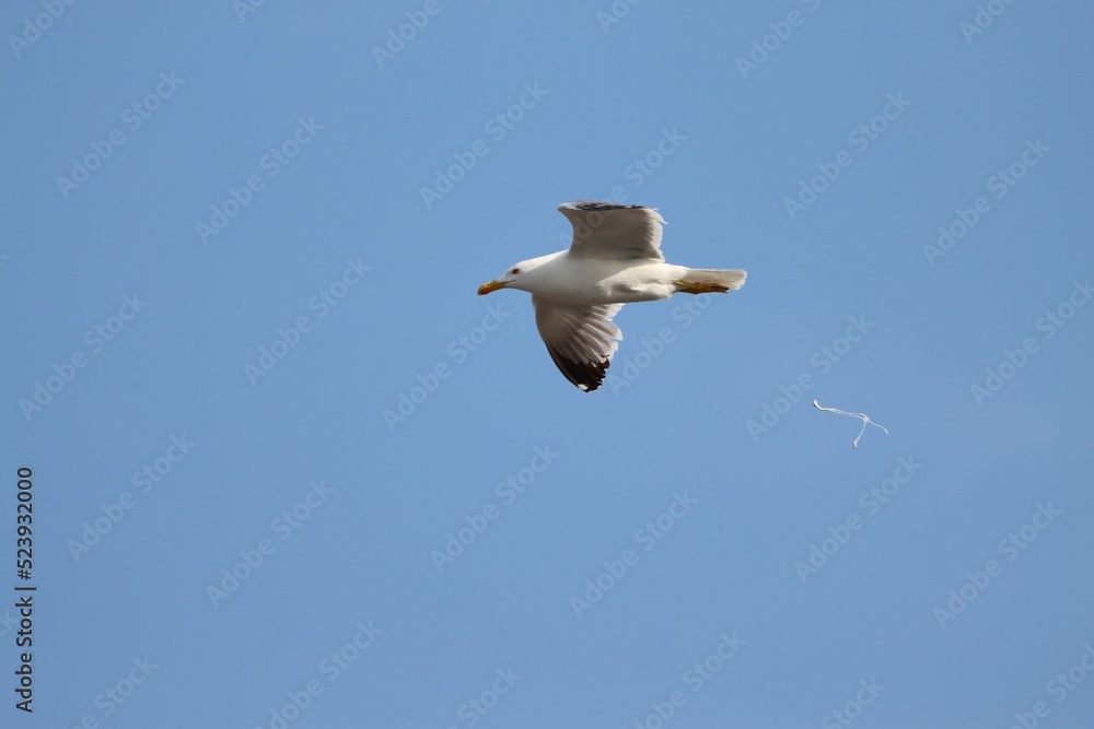 Seagull dropping a poop while flying in a blue sky with wide open wings ...