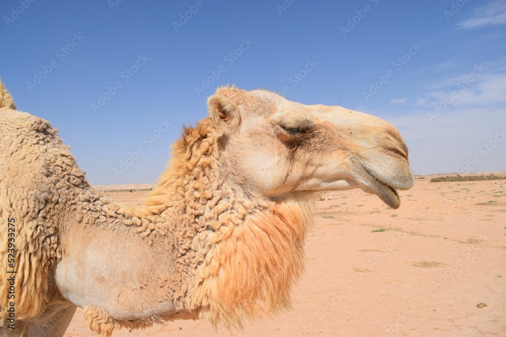 Camel at the Wadi Dahek Nature Reserve located in the North-Eastern ...