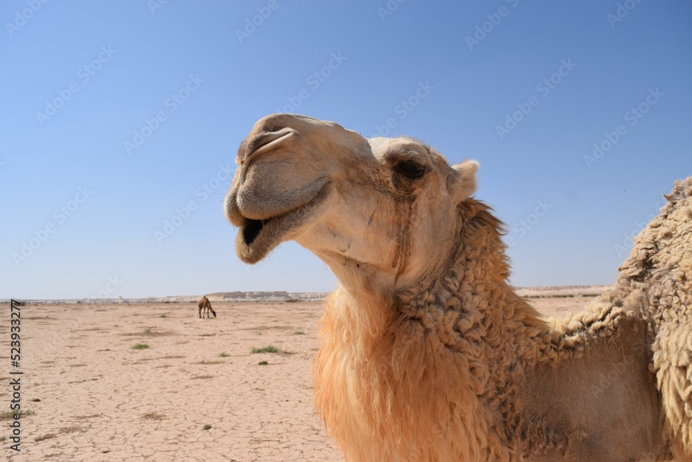 Camel at the Wadi Dahek Nature Reserve located in the North-Eastern ...